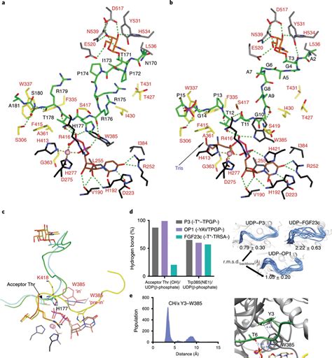 Structural Features Of The Peptide Udp And Lectin Domain Download