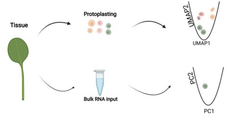 植物单细胞核测序 知乎