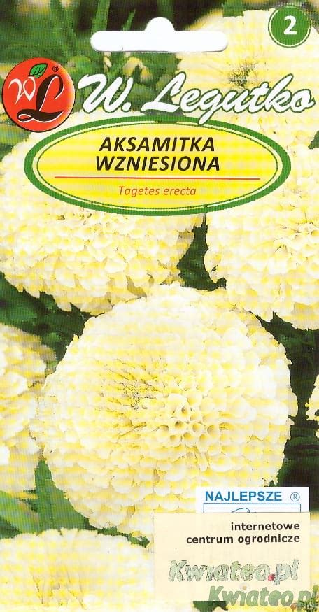 Aksamitka Wielkokwiatowa Kremowo Biała Wysoka Tagetes Erecta Nasiona Kwiaty Jadalne Kwiateopl