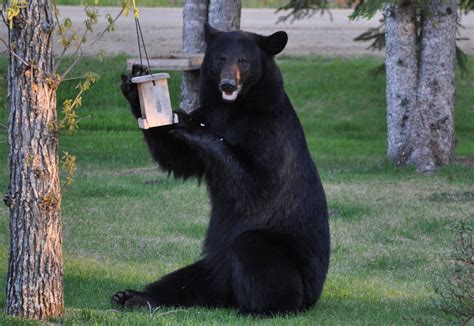 Vermont Bears Emerging From Hibernation Officials Warn