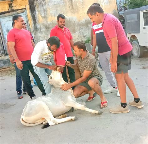 Tight Waist To Prevent Lumpy Skin Disease Lumpy Skin Disease लंपी स्किन डिजीज से बचाव के लिए