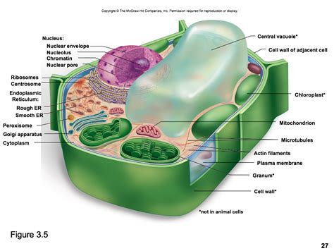 Bio Vocab 1 Plants Diagram Quizlet
