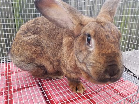 Buy Flemish Giant Rabbit In Kennesaw Ga 325819