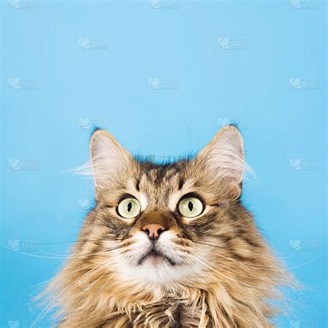 有趣的毛绒绒的猫抬头看拷贝空间