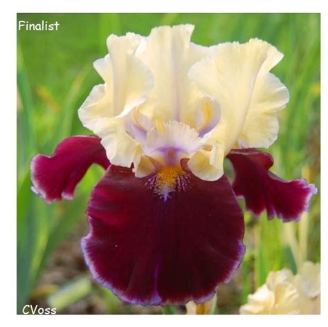 Finalist Historic Iris Preservation Society