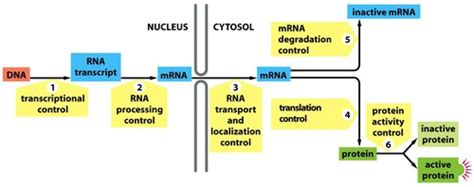 gene expression and regulation flashcards quizlet