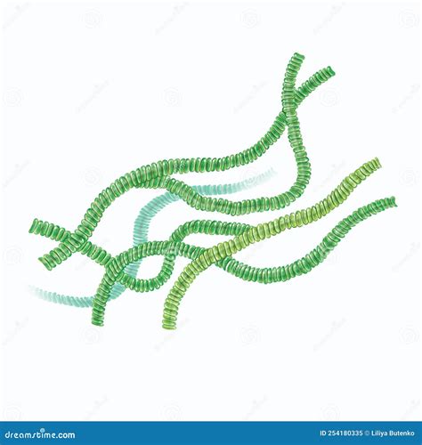 蓝藻节螺旋藻 库存例证 插画 包括有 成份 艺术 饮食 单细胞 医学 自然 食物 海草 254180335