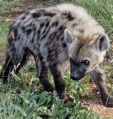 Hyena Pseudopenis Why Female Spotted Hyenas Have A Fake Penis