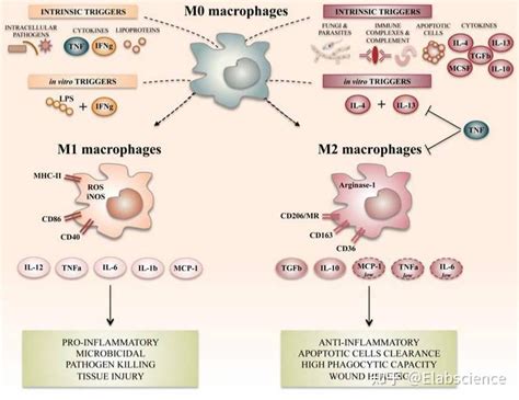 流式课堂 巨噬细胞简介及指标选择 知乎