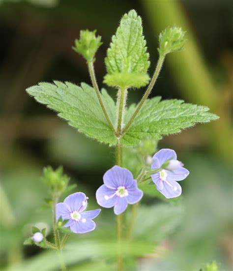 Germander Speedwell Naturespot