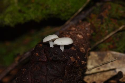 リュウキュウマツカサキノコ Strobilurus Luchuensis First Qualia リュウキュウマツカサキノコ Strobilurus Luchuensis First Qualia