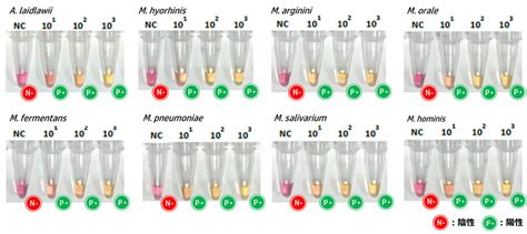 Myco Visible Mycoplasma Lamp 検出キット マイコプラズマlamp検出キット マイコプラズマ汚染の高感度かつ