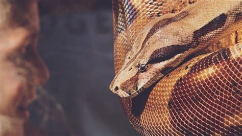 Reticulated Python Bite How Dangerous Are Those Teeth Really