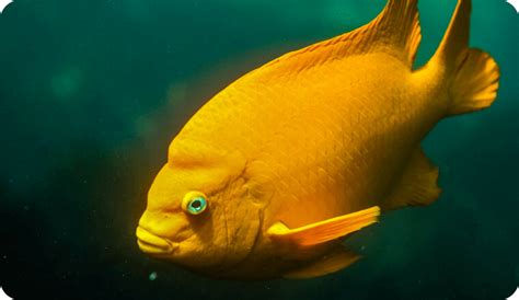 Marine Life Bike And Kayak Tours San Diego California