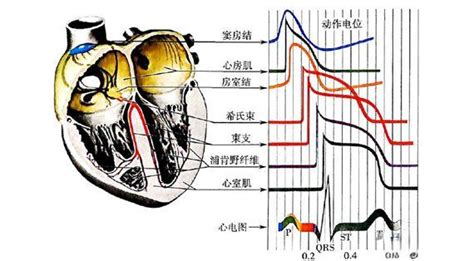 心电图波形详解：从p波到u波的临床解读