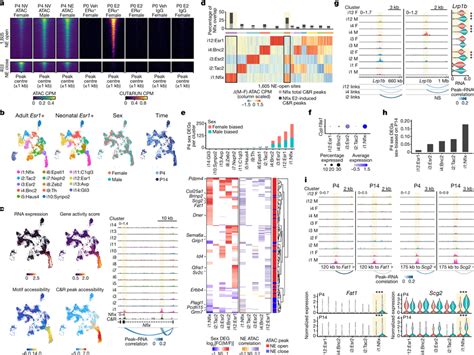 Neonatal Erα Genomic Binding Drives A Sustained Male Biased Gene Download Scientific Diagram