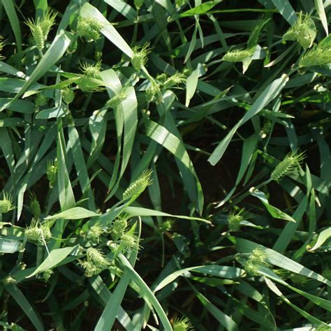 【深度学习目标检测】十六、基于深度学习的麦穗头系统 含gui和源码（python，yolov8）jiyushenduxuexide全球麦穗