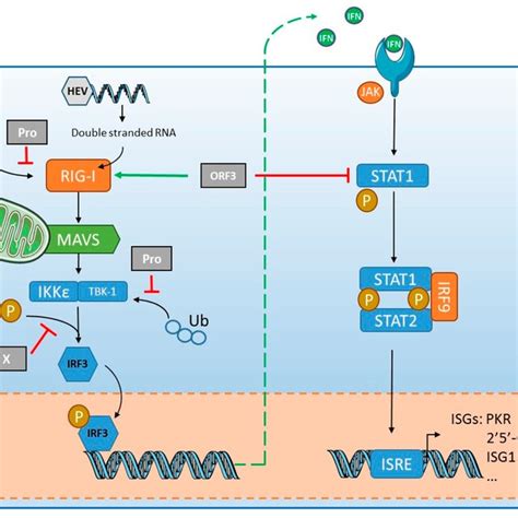 Interference Of Hev With The Innate Antiviral Response Hev Rna Is