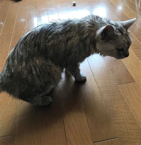 在宅ワークって資格が必要？ねこのかぎしっぽ株式会社 未経験で在宅ワーク！～猫との暮らしを大切に～