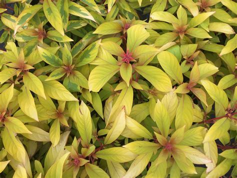 Variegated Fire Bush Southwest Nursery Wholesale Landscaping Supplies Dallas Fort Worth