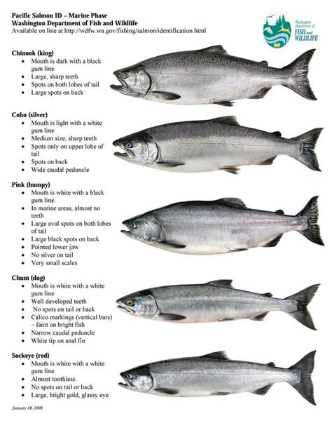 Salmon Species Identification Artofit