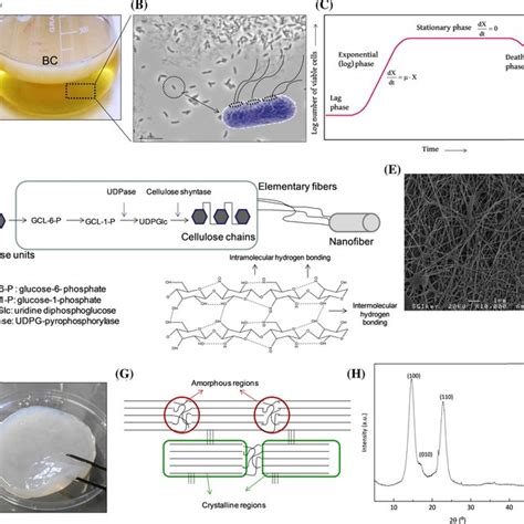 A Review Of Bacterial Cellulose Sustainable Production From