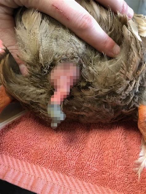 Sex Mad Dave The Duck Had Penis Removed After Trying To Mate Times A Day Daily Star