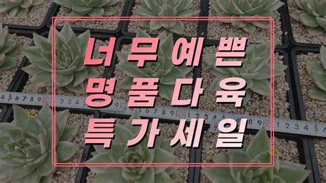 완판되었습니다 💎명품다육💎특가 세일 놓치신 분 이번엔 놓치지 마세요 다육이 선착순 Youtube
