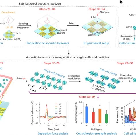 Flow Diagram Of The Workflow A Fabrication Steps Of Acoustic Download Scientific Diagram