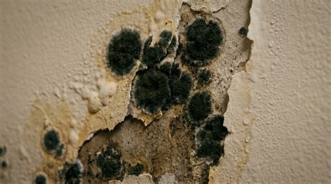 Black Mold On Drywall Testing And Removal Guide Mold Action Plan