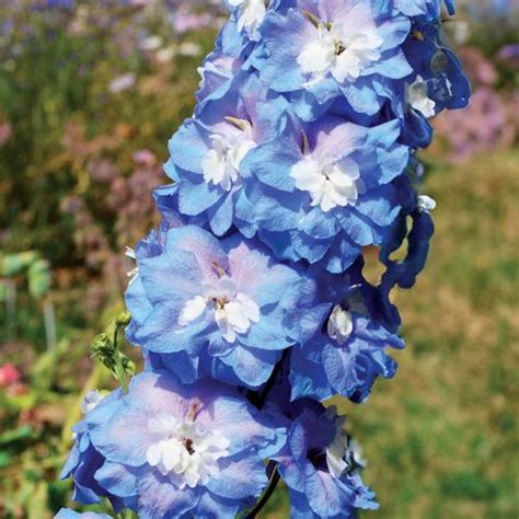 Delphinium Larkspur Plants Jackson And Perkins