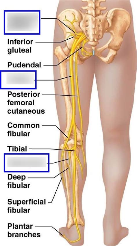 Lab Lumbar And Sacral Plexus Nerves Diagram Quizlet