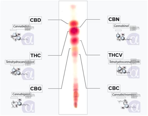 How Does Alpha Cat Cannabinoid Test Kit Works For Thc And Cbd