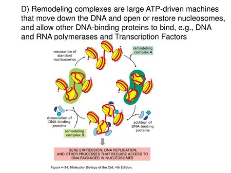 Ppt Chromatin Structure And Function Powerpoint Presentation Free
