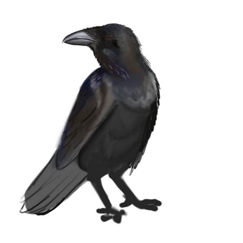 Raven Wip By Queendracodharriott On Deviantart