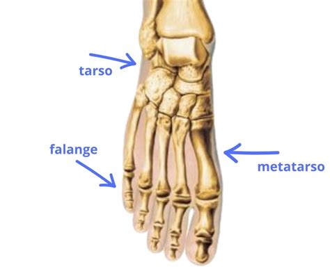 Anatomia Do Pe Direito Anatomia Dos Pés Endometa