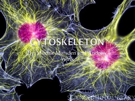 Ppt Cytoskeleton Powerpoint Presentation Free Download Id 2965534