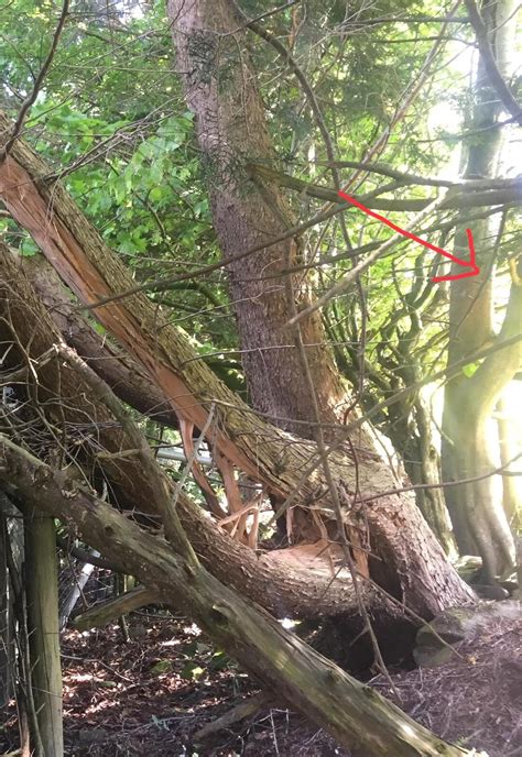 Split Tree Solution Page Climbers Talk Arbtalk The Social