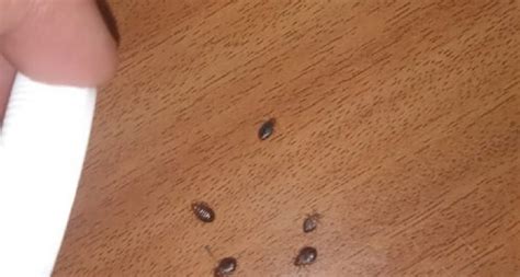 Нас кусают клопы в общежитии сыктывкарского педколледжа студентов атаковали паразиты