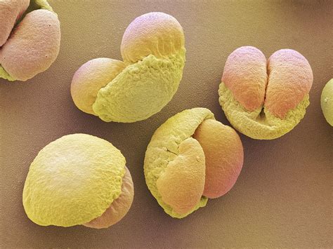 Why Pine Pollen Cell Wall Need To Be Cracked Pine Pollen Powder I