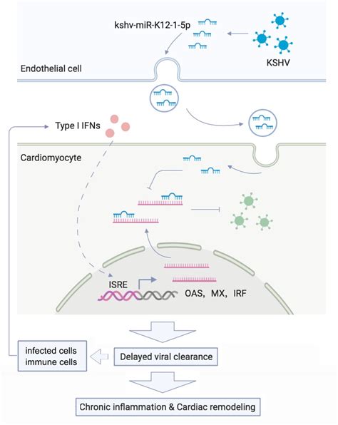A Kaposis Sarcoma Associated Herpes Virus Encoded Microrna Contributes To Dilated