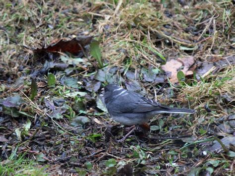 Dispatches From Can Of Duck A Leucistic Junco