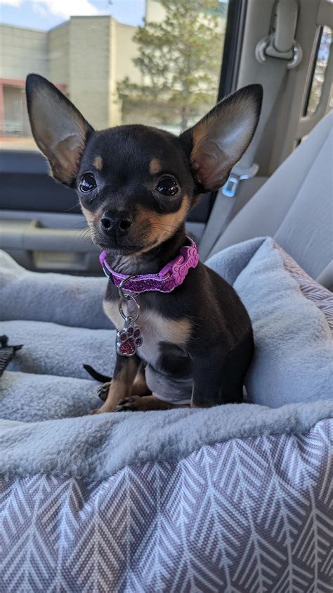 Teacup Chihuahua Full Grown