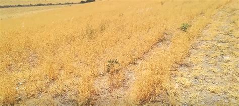 Dovedataset Object Detection Dataset And Pre Trained Model By Practicas