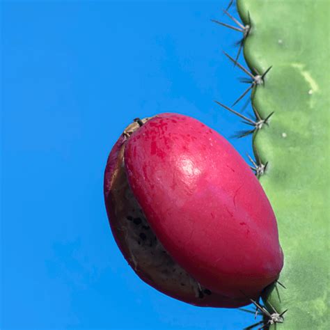 Peruvian Apple Cactus Cereus Repandus Hedge Cactus Queen Of The