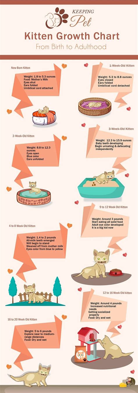 Cat Weight Chart By Age Tabby At Deborah Mcgee Blog