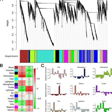 Weighted Gene Co Expression Network Analysis A Clustering Dendrogram Download Scientific