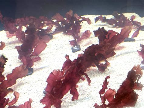 Cryptonemia Crenulata Macro Algae For Marine Aquarium Refugium Sump Filter Ebay Uk