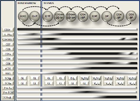 Schematic Model Of Human T Cell Development Shown Is The Expression Of Download Scientific