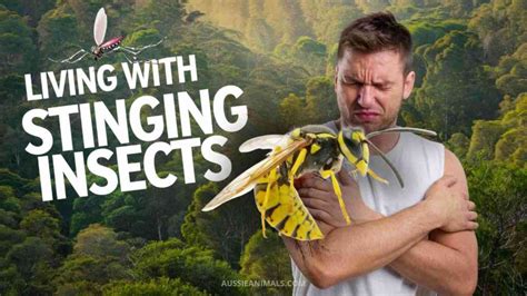 Living With Australias Stinging Insects Safety Strategies